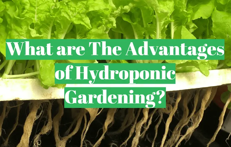 What are The Advantages of Hydroponic Gardening?