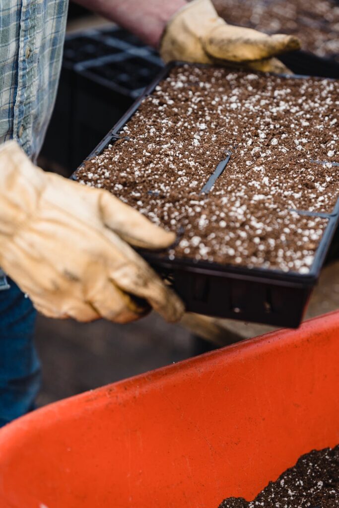 Seed Germination with "the paper towel" method