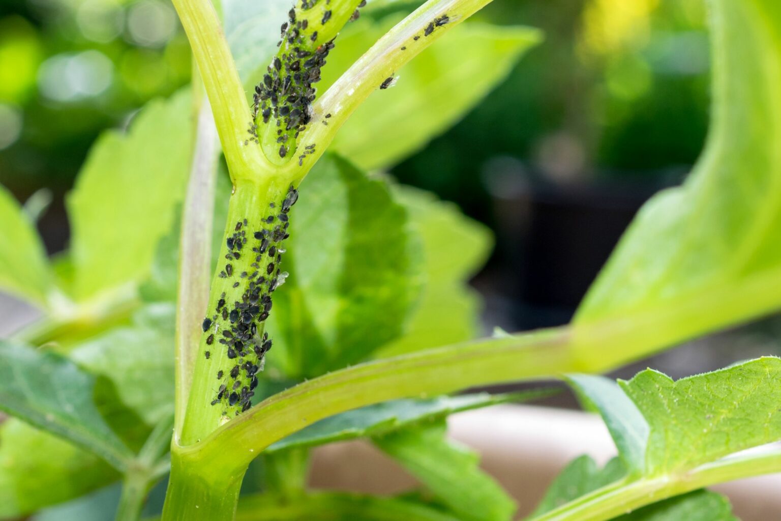 Organic Gardening: Securing Nature's Bounty with Natural Methods