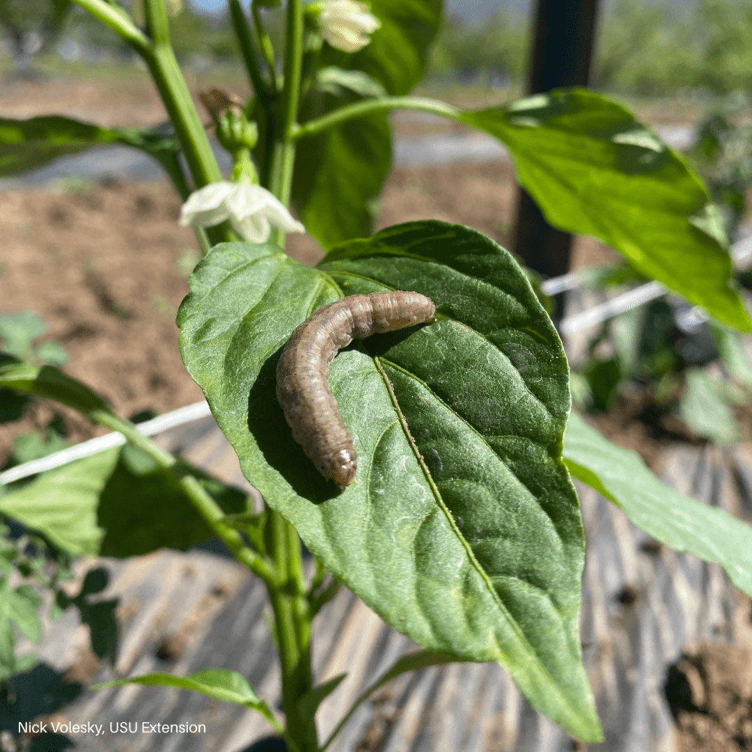 Common Garden Pests To Look Out for This Spring