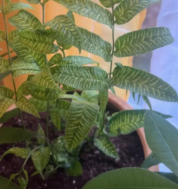 How to care for a Golden Zebra Fern