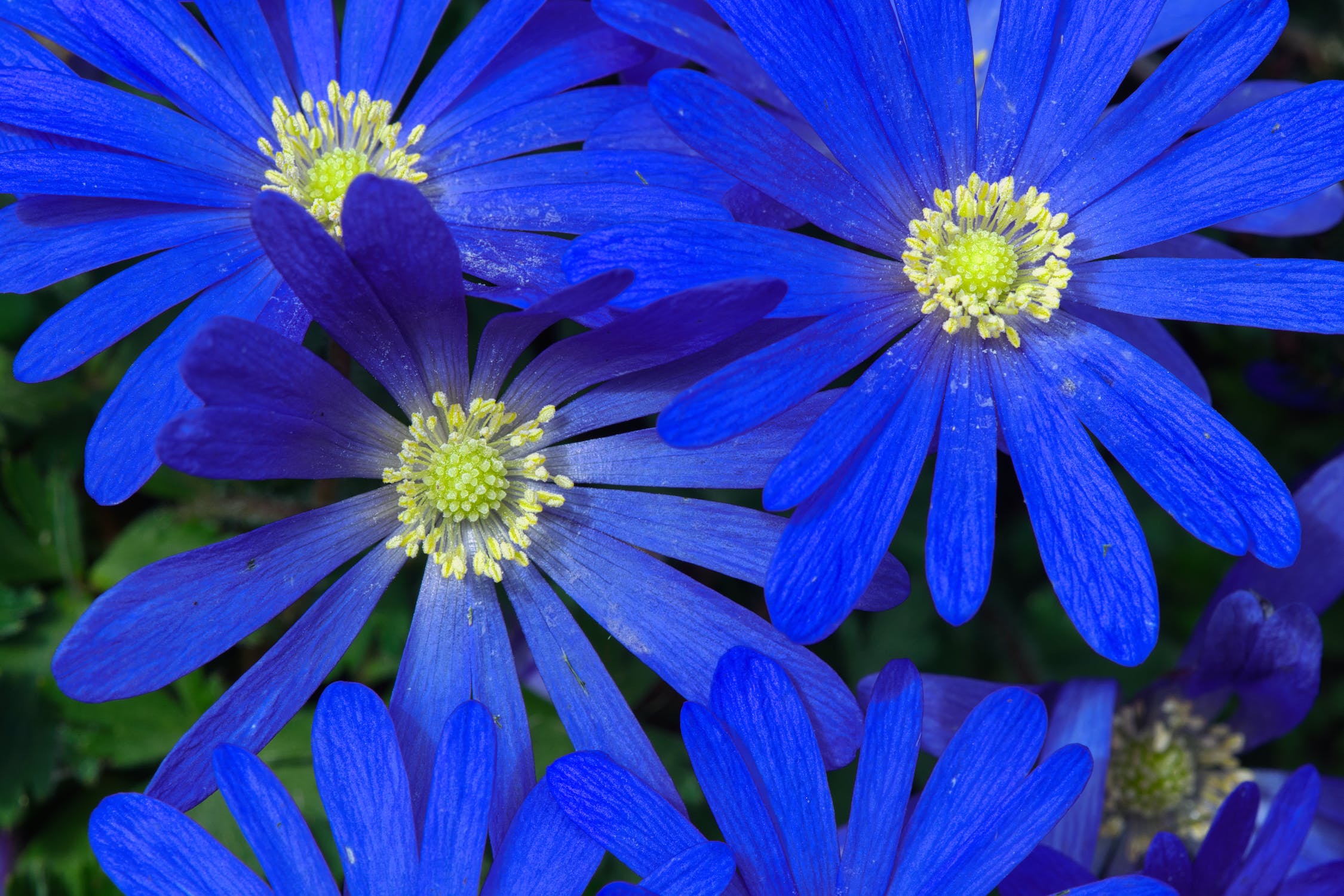 Summer Blooms Highlighting The Most Vibrant Flowers In June Summer Blooms Highlighting The Most Vibrant Flowers In June