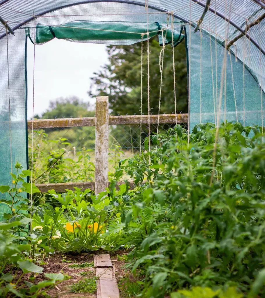 Planning the Perfect Homestead Garden Layout