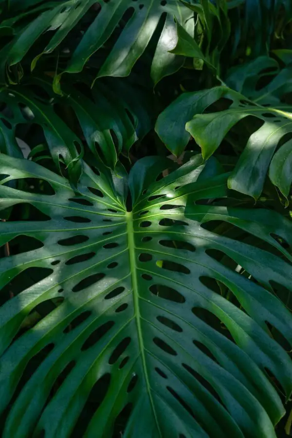 The Art of Growing and Caring for Monstera Plants