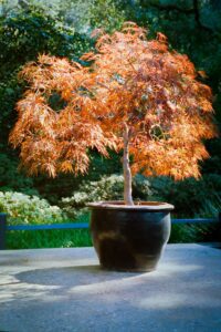 How To Take Care of Your Garden’s Japanese Maple