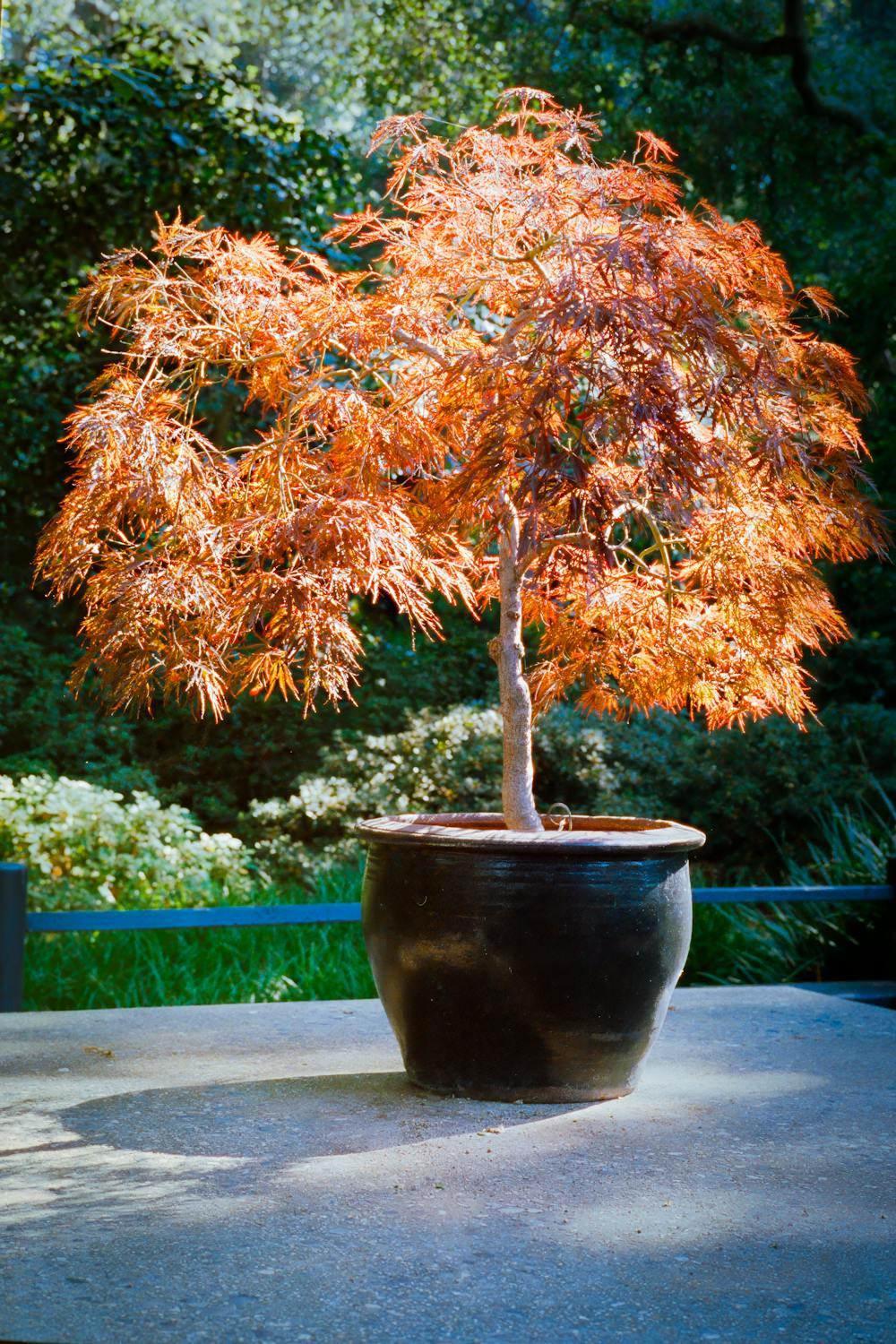 How To Take Care of Your Garden’s Japanese Maple