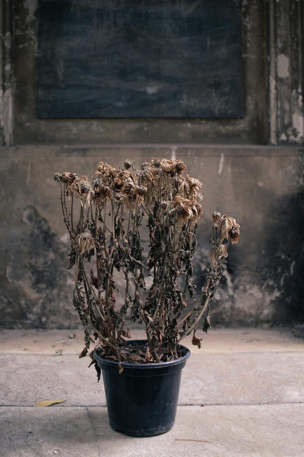 How to Revive Sad Houseplants