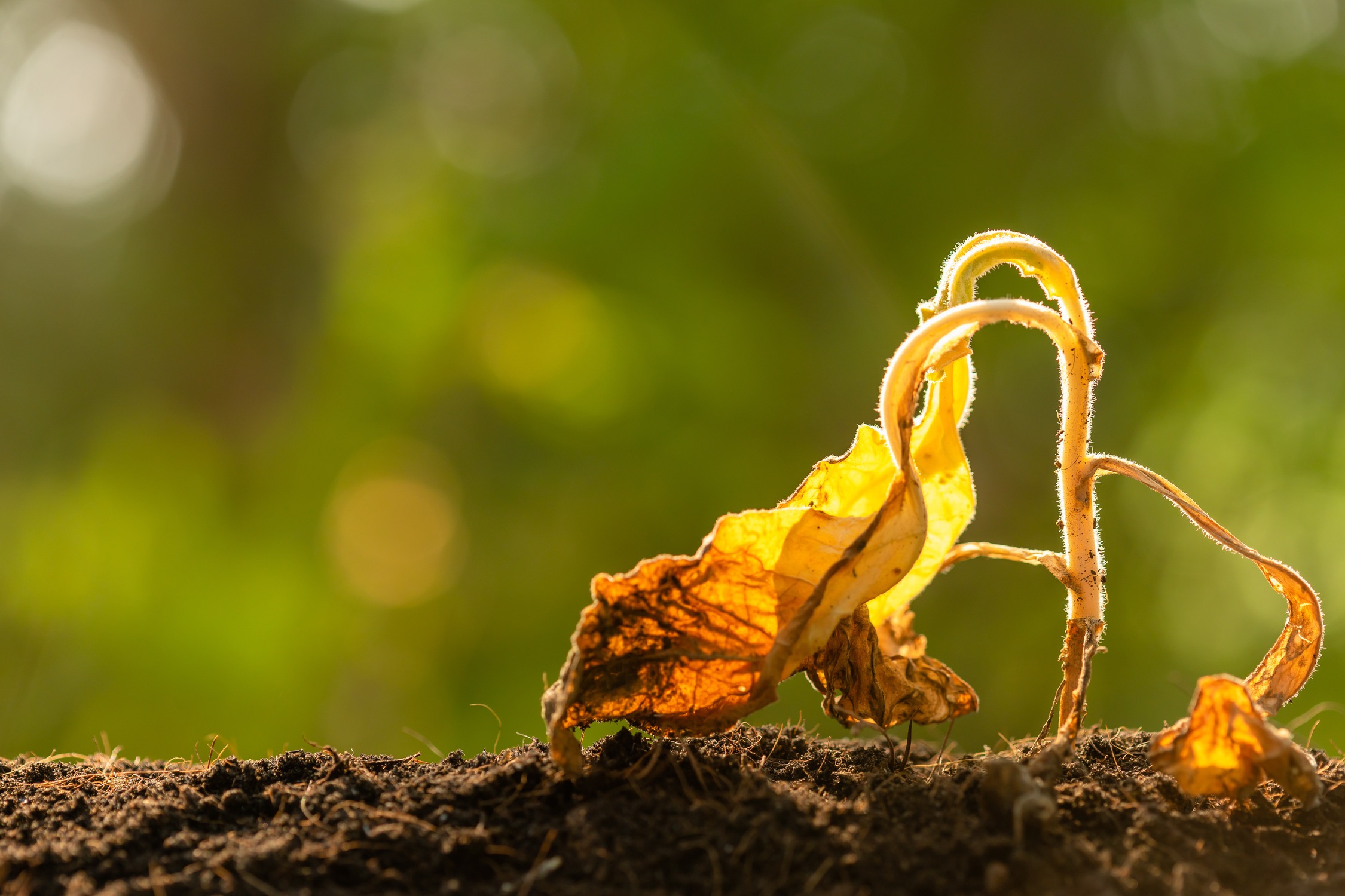 Possible Reasons Your Outdoor Plants Are Dying