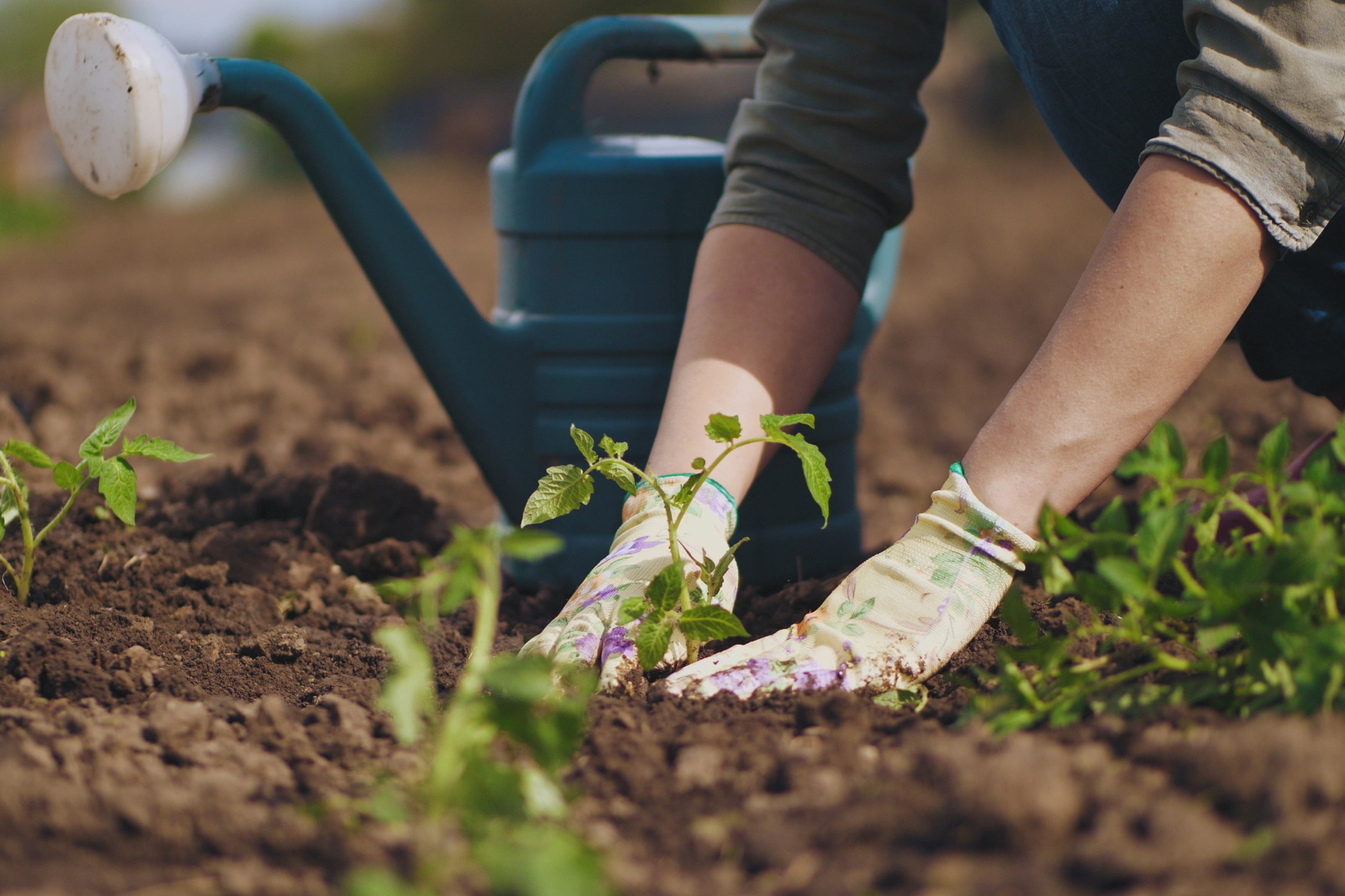 How Garden Plants Can Help Your Septic System